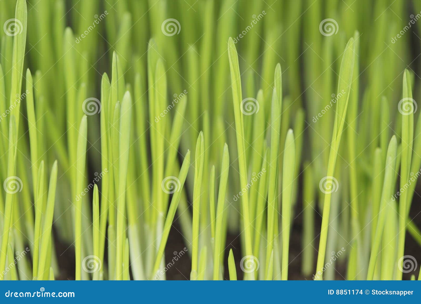 Barley seedlings stock photo. Image of spring, plants - 8851174