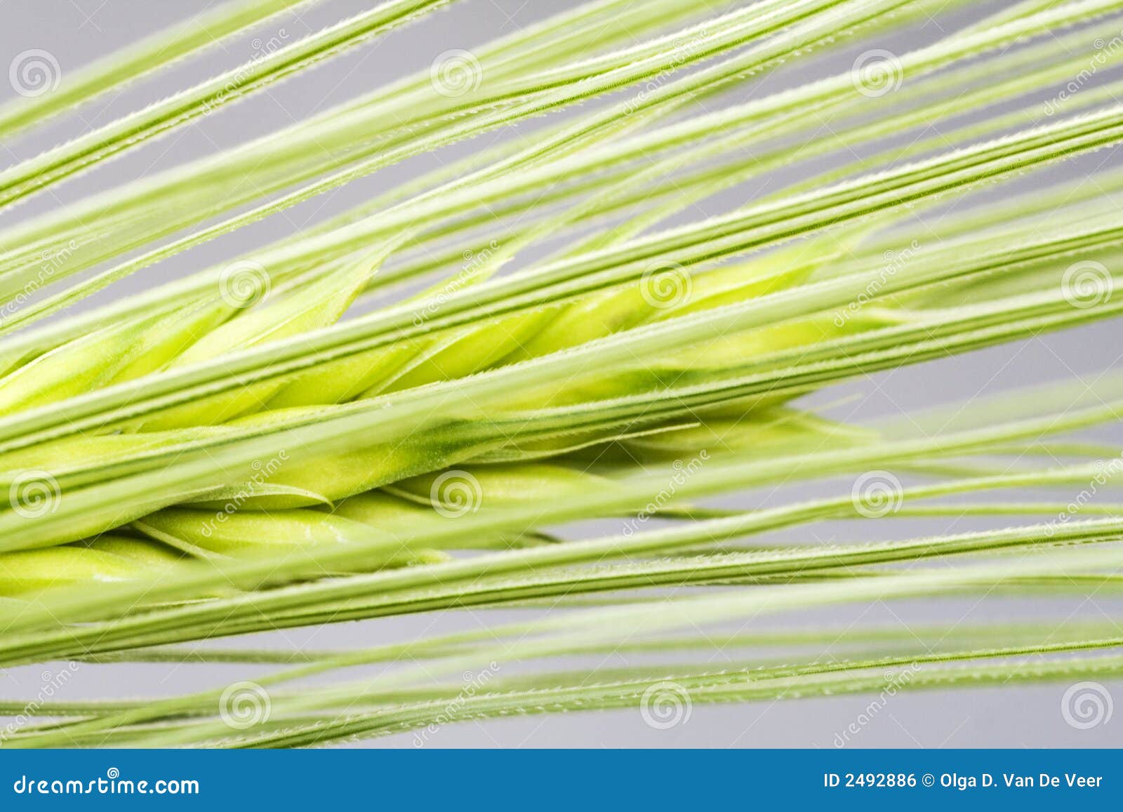 Barley seeds stock photo. Image of grow, harvest, detail - 2492886
