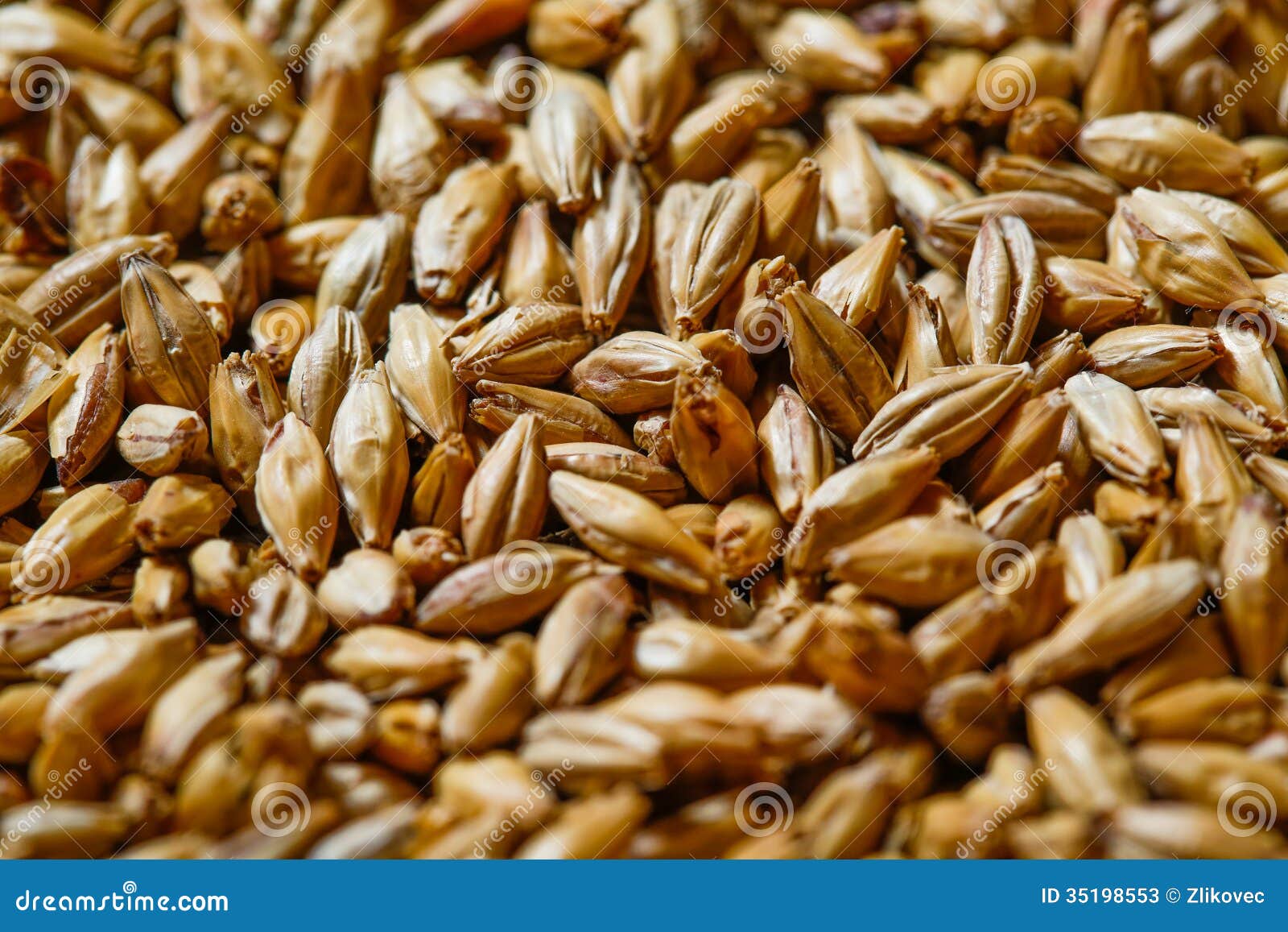 Barley Seeds for Beer Production Stock Image - Image of seeds, beer ...