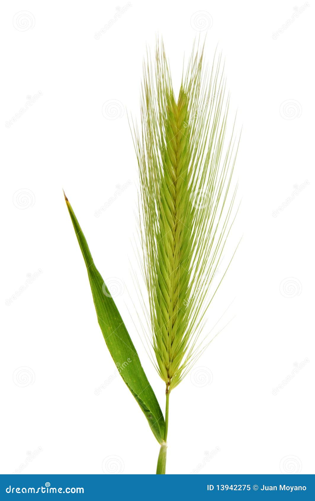 Barley spike stock image. Image of food, country, field - 13942275