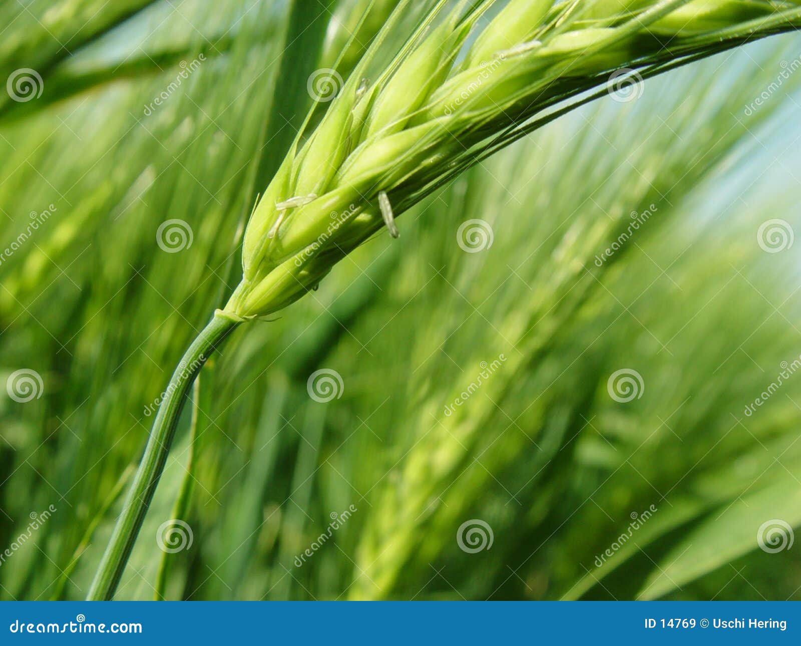 Barley spike stock image. Image of farming, nature, farmland - 14769