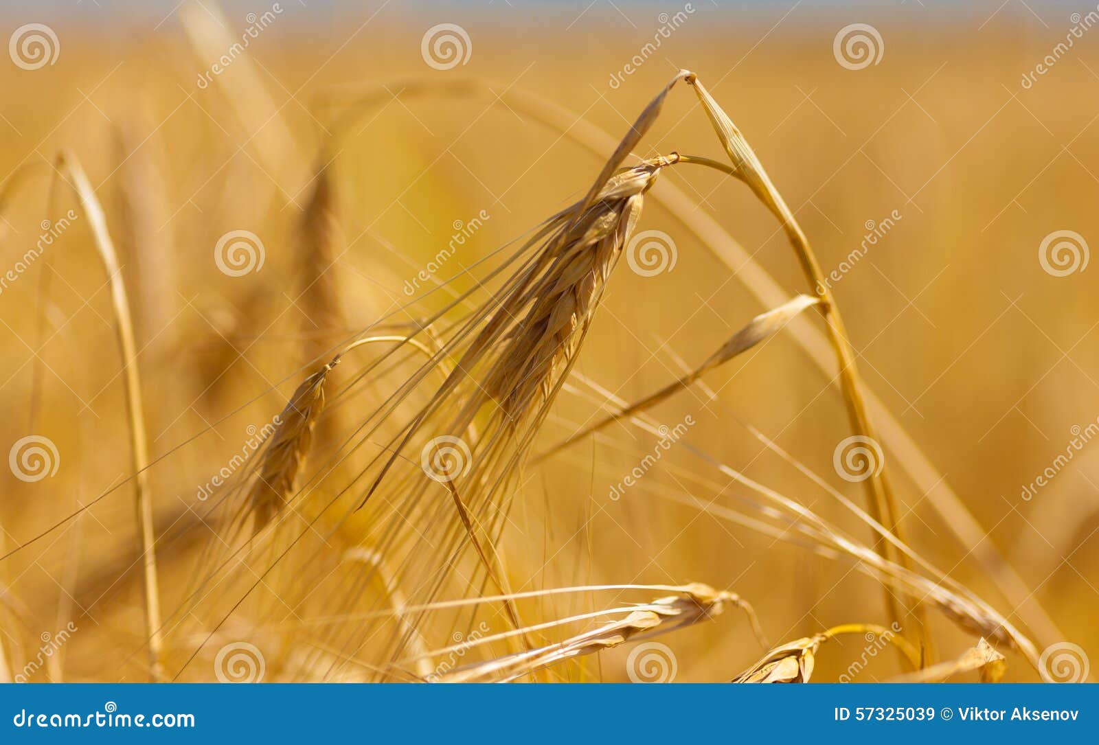 Barley spike stock image. Image of growth, farming, field - 57325039