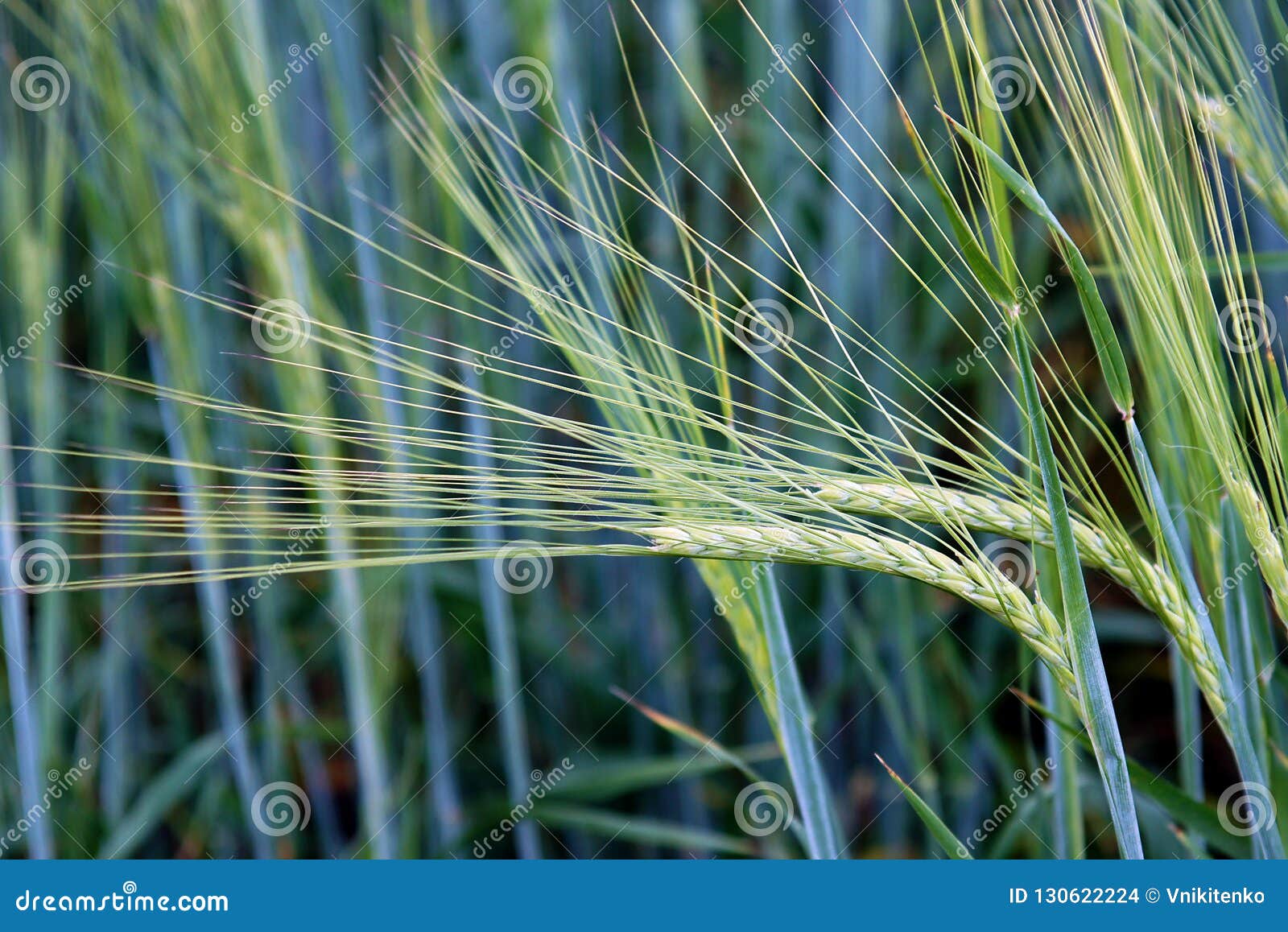 Barley spikes on the field stock photo. Image of summer - 130622224
