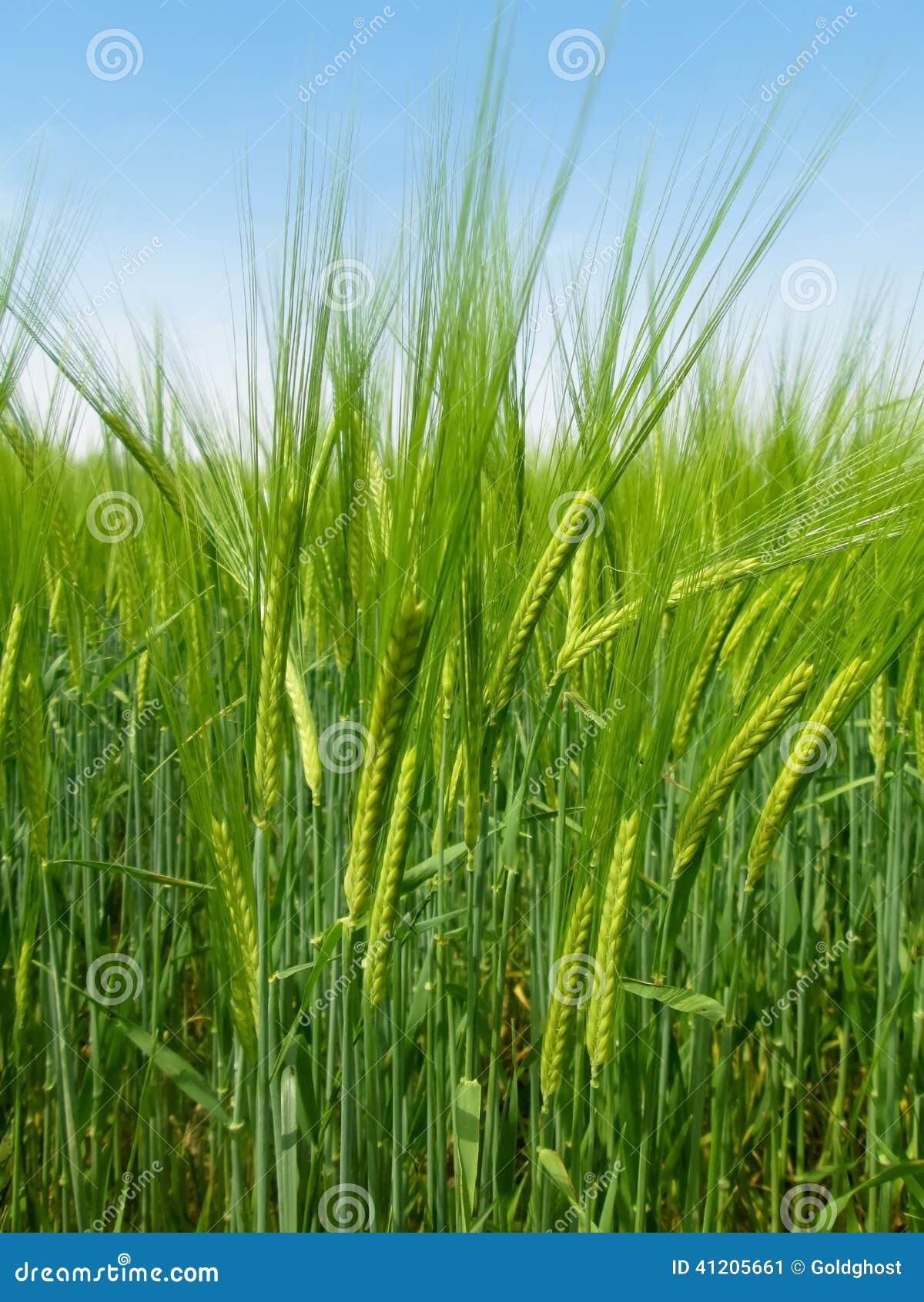 Barley on spring day stock image. Image of grow, flora - 41205661