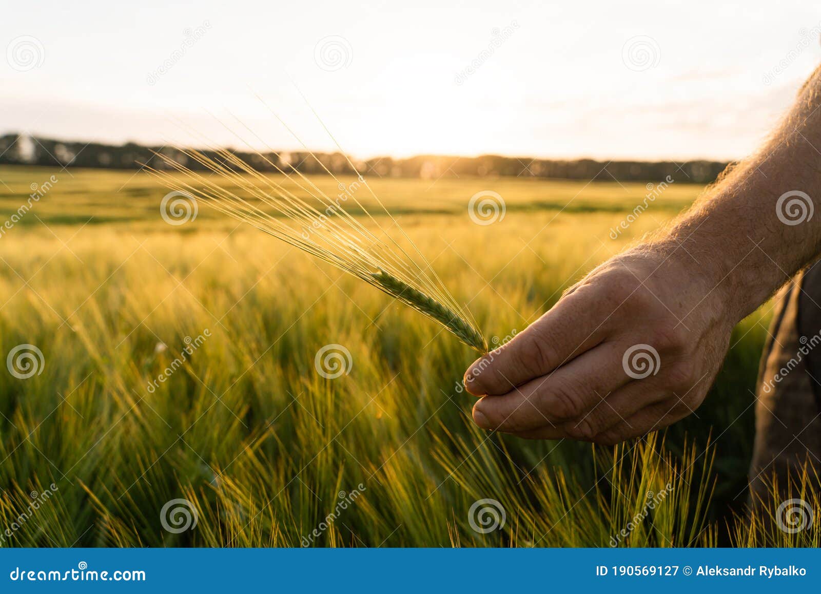 Barley Sprouts in a Farmer`s Hand.Farmer Walking through Field Checking ...