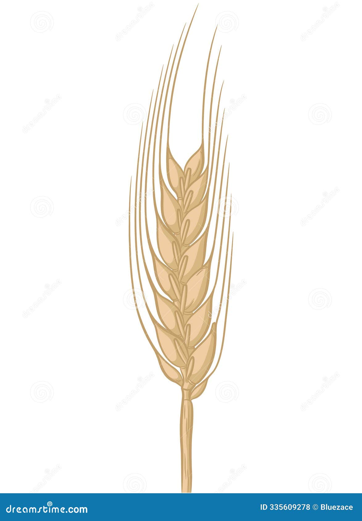 Barley Stalk Crop Ear Sheaf Cartoon Vector Illustration | CartoonDealer ...