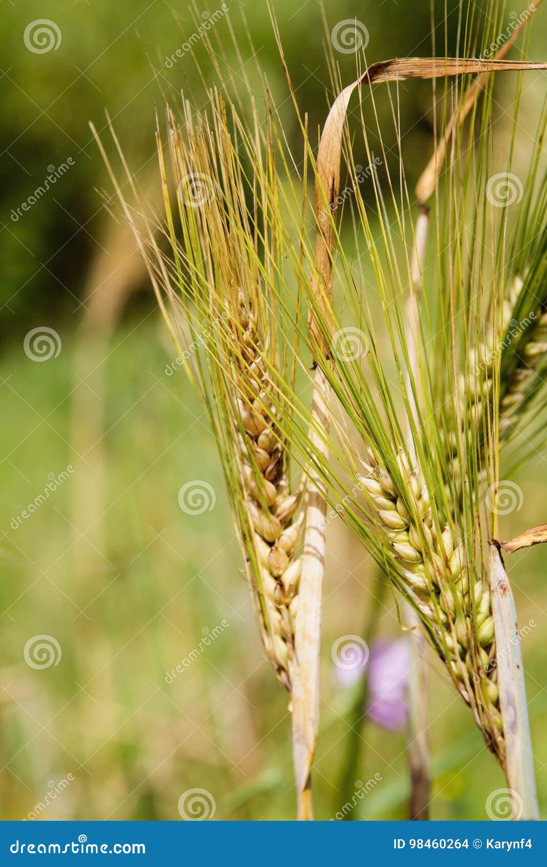 Barley stalks stock photo. Image of texture, fall, rural - 98460264