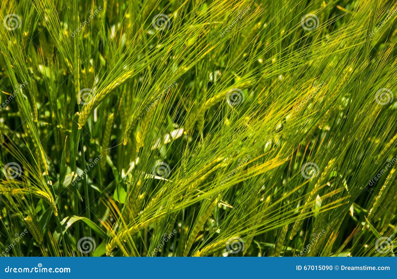 Barley stalks in the field stock photo. Image of agriculture - 67015090