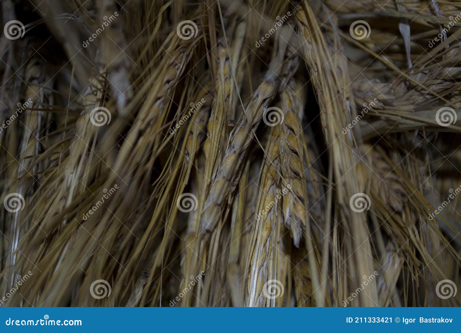 Barley in the Stem, a Bunch of Barley. Stock Image - Image of food ...