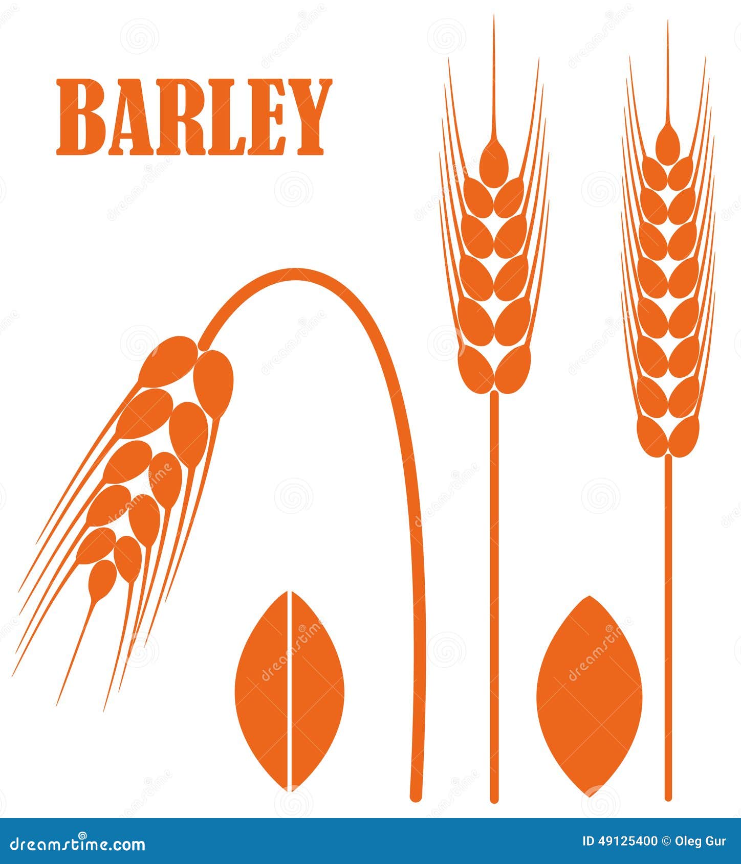 Barley stock vector. Illustration of orange, bizarre - 49125400