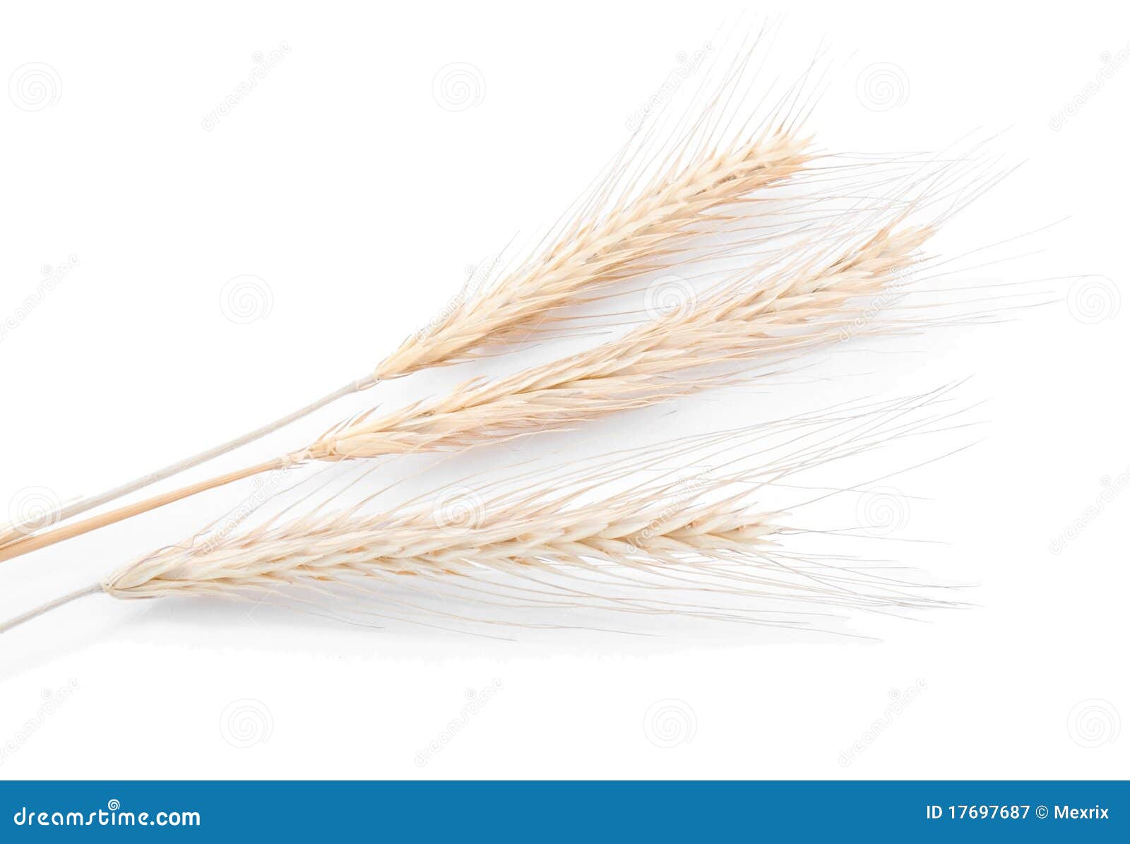 Barley or wheat stock image. Image of autumn, bread, meal - 17697687