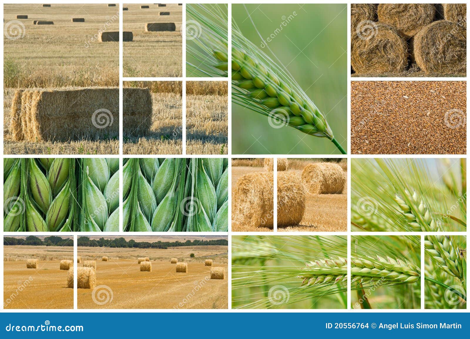 Barley and wheat. stock photo. Image of collage, fresh - 20556764