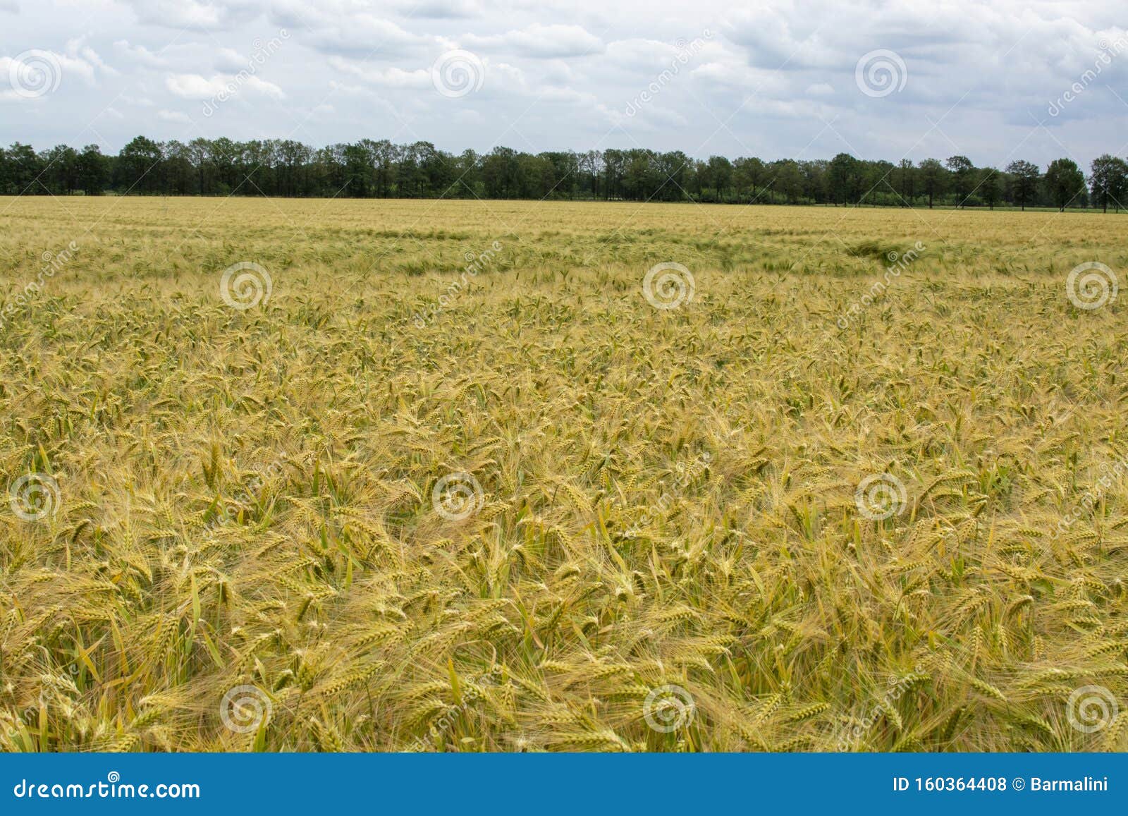 Barley of Wheat Golden Yellow Fields in Europe Stock Photo - Image of ...