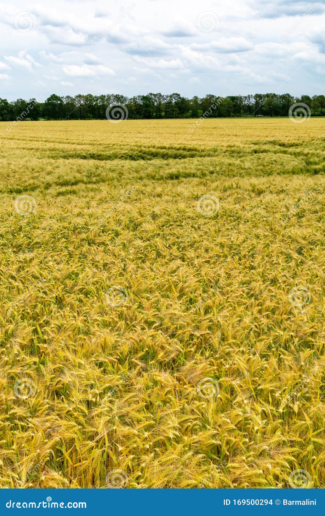 Barley of Wheat Golden Yellow Fields in Europe Stock Photo - Image of ...