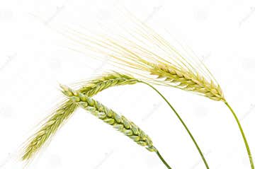 Barley, wheat and rye stock image. Image of spike, planting - 15406083