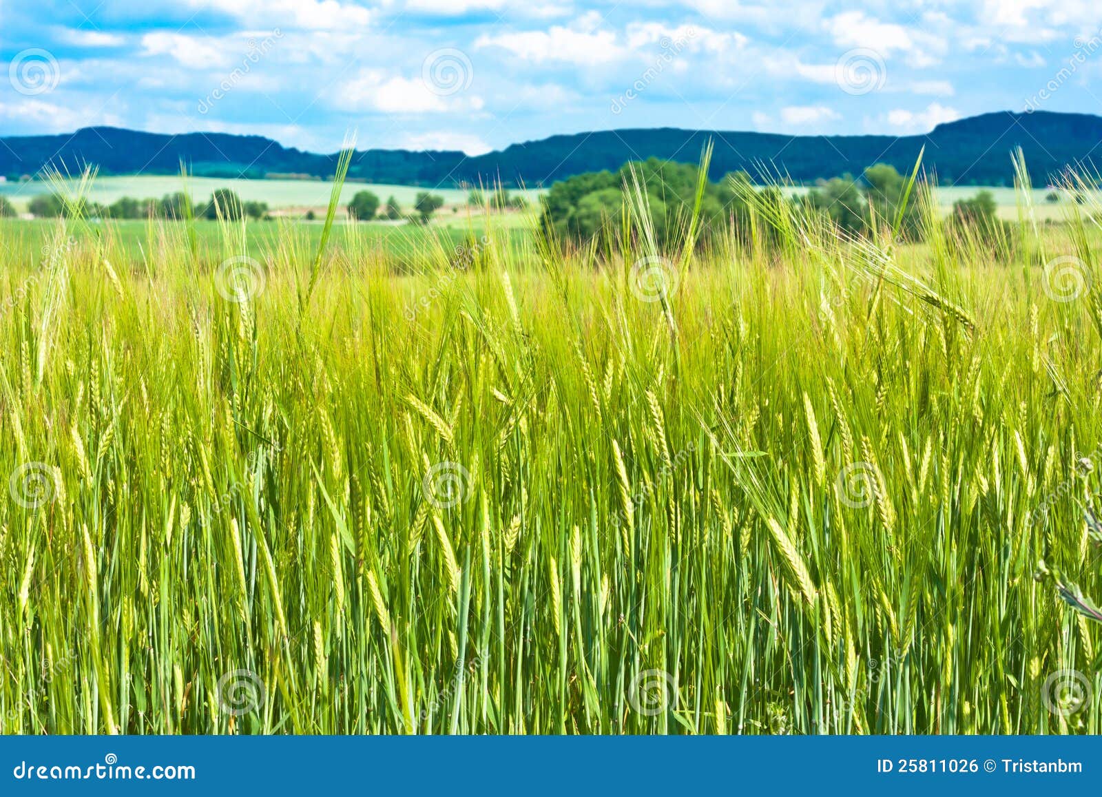 Barleycorn arkivfoto. Bild av prärie, röja, jordbruk - 25811026