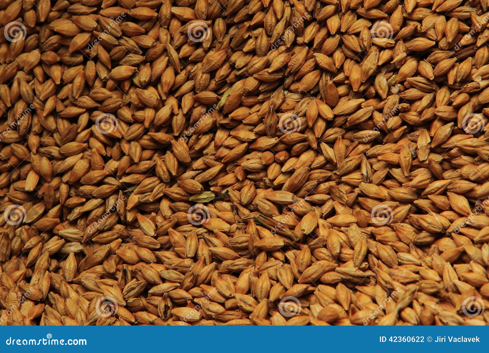 Barleycorn background stock photo. Image of healthy, fruit - 42360622