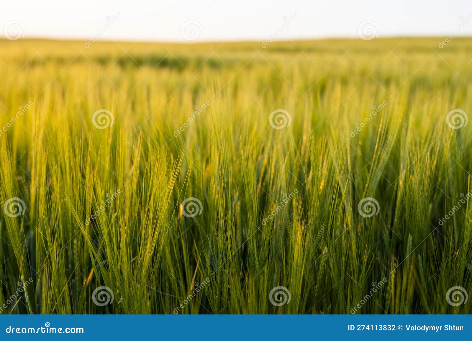 Barleys Sprout Growing In Soil. Close Up On Sprouting Barley In Sunset ...
