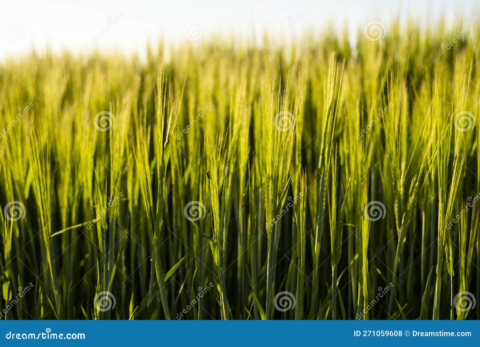 Barleys Sprout Growing In Soil. Close Up On Sprouting Barley In Sunset ...