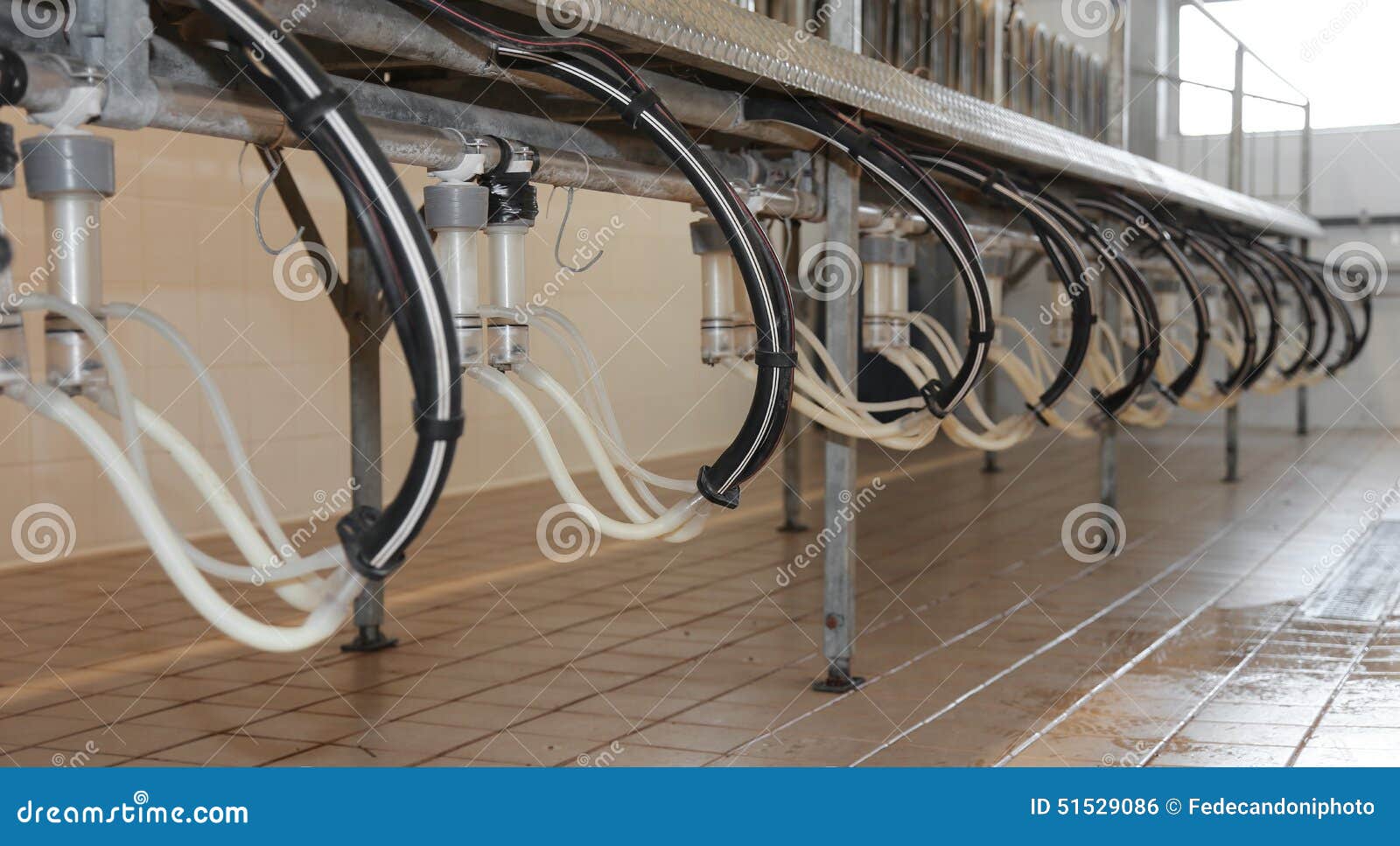 Milking Goats. Getting Milk From Animals On The Farm. Milking Machine ...