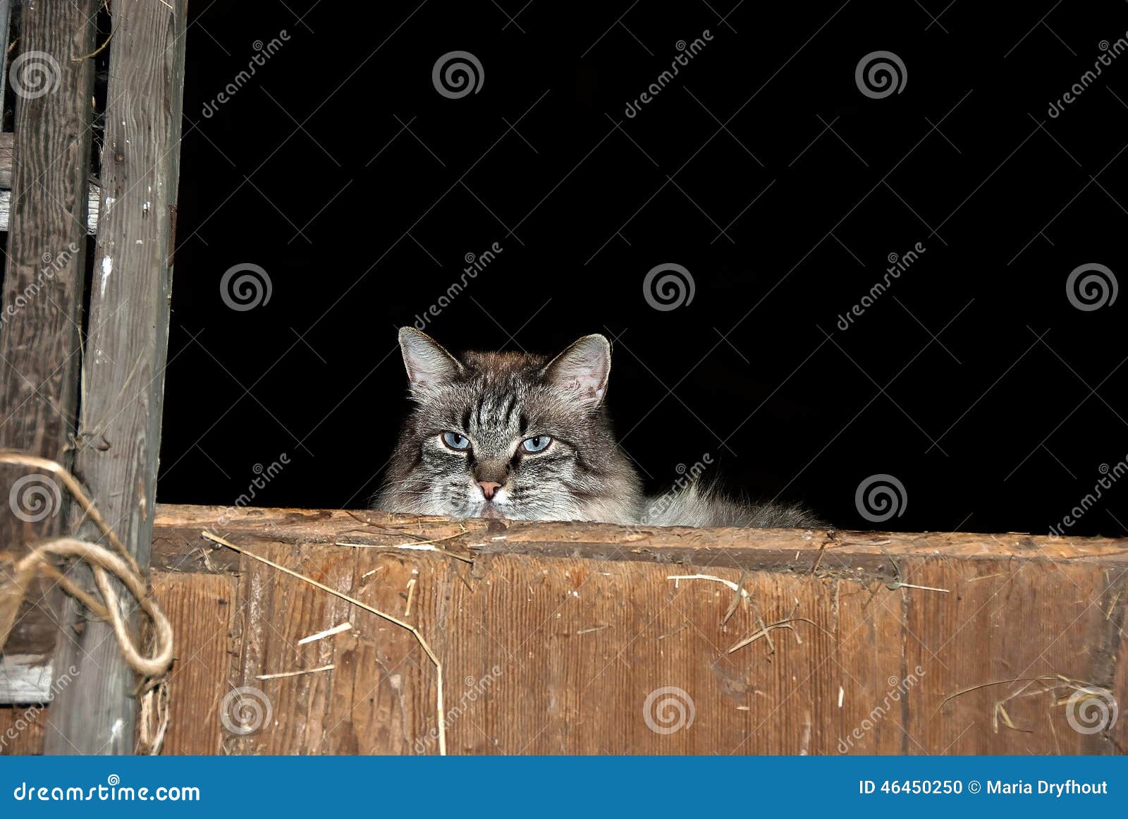 Barn cat in hay loft stock photo. Image of rural, loft - 46450250
