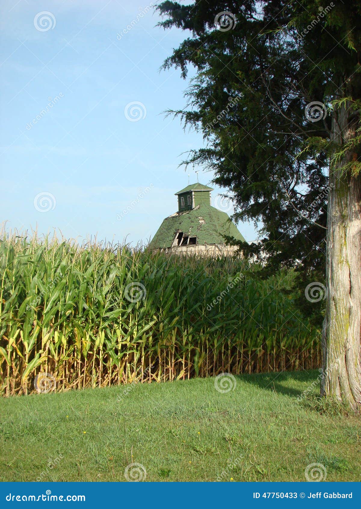 Barn in a corn field stock image. Image of rural, circle - 47750433