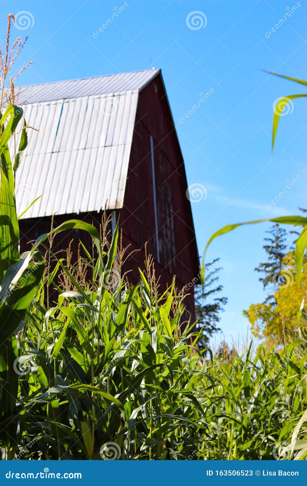 Barn from the Corn Fields stock image. Image of canada - 163506523