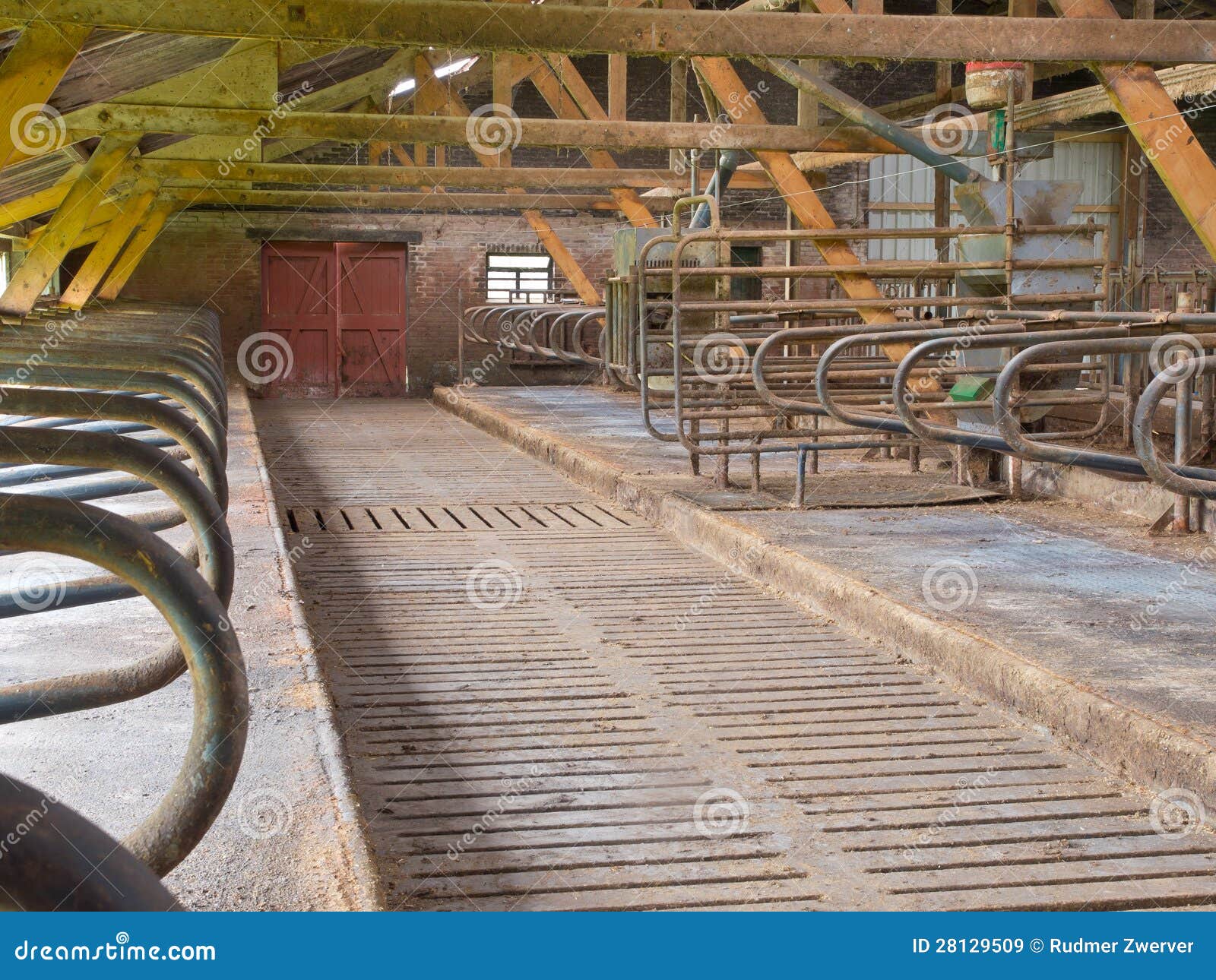 Barn Cow Lying Boxes Stock Photos - Free & Royalty-Free Stock Photos ...