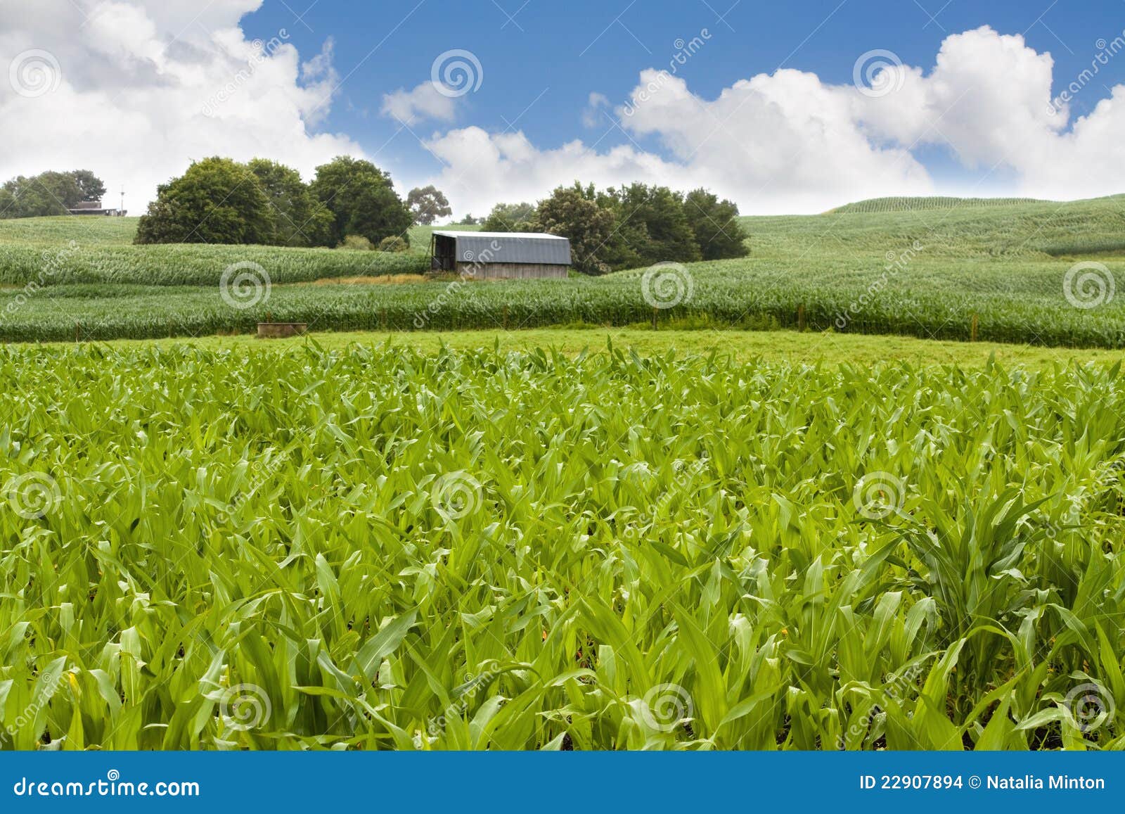 Barn in farm corn field stock photo. Image of landscape - 22907894