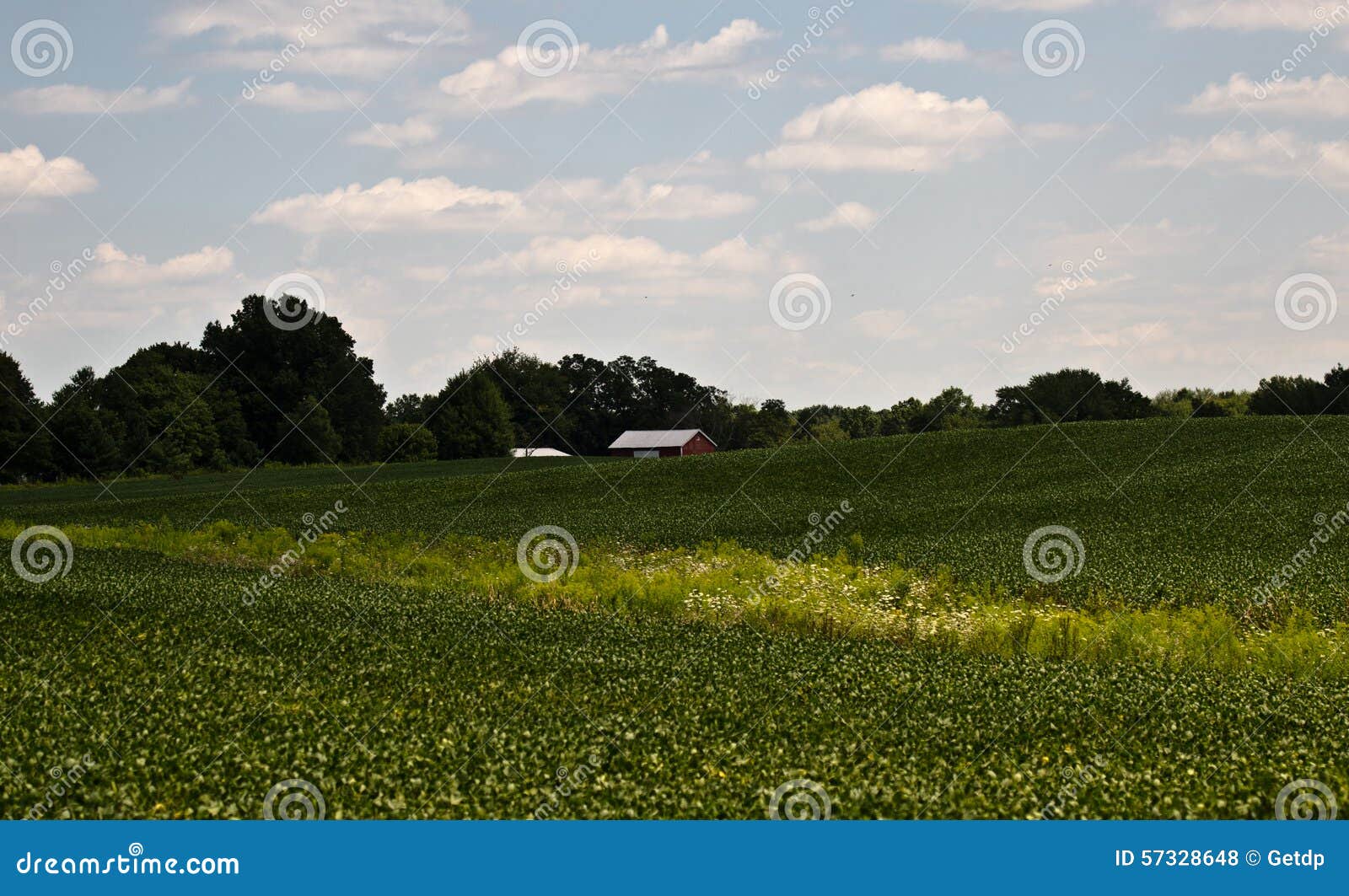 Barn Fields stock photo. Image of crops, agriculture - 57328648