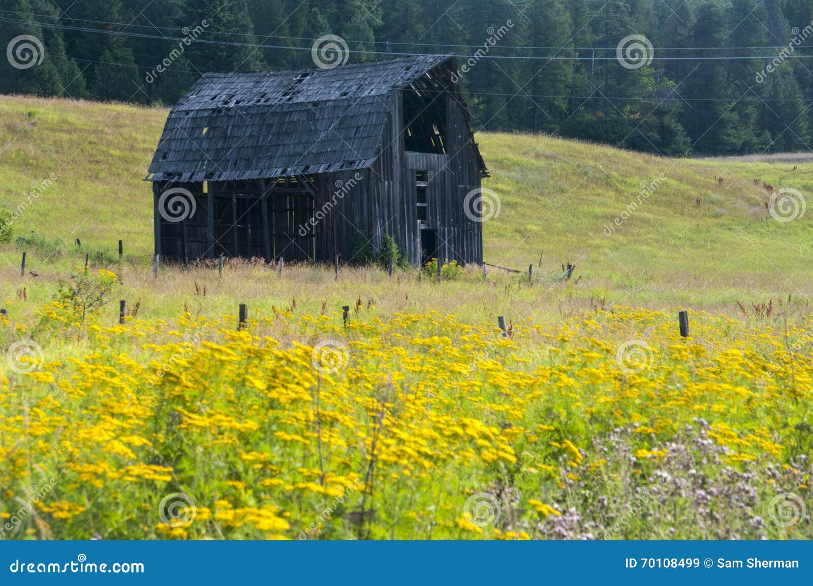 Barn in Flowers stock image. Image of corral, nature - 70108499