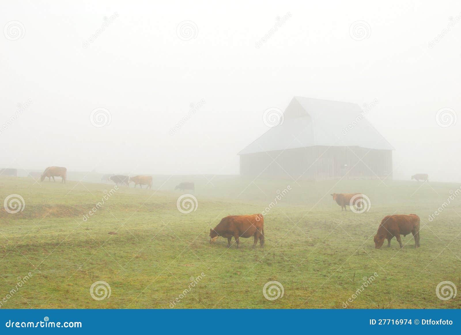 Barn in Fog stock photo. Image of grazing, oregon, barn - 27716974