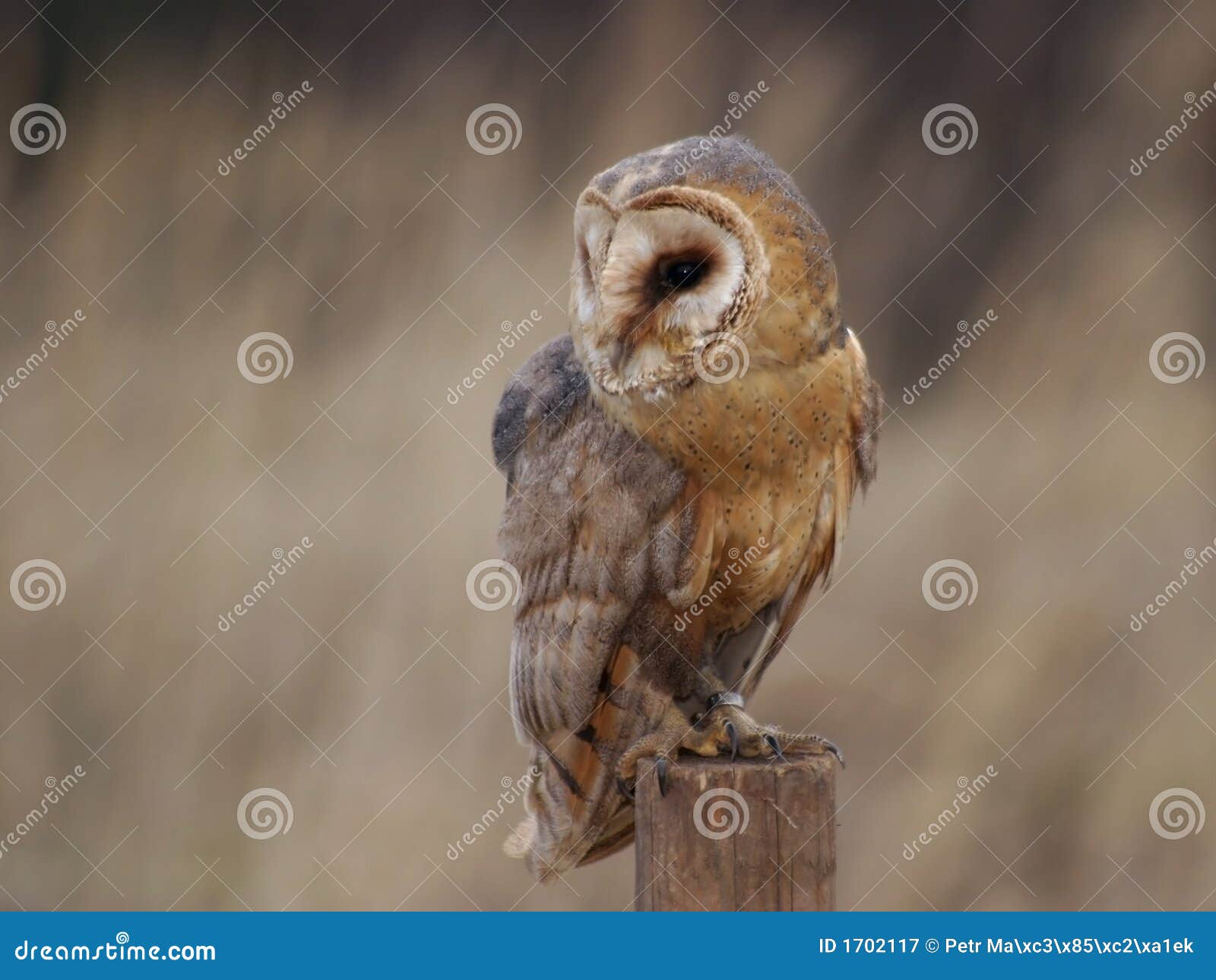 Barn Owl stock image. Image of predator, feathers, bird - 1702117