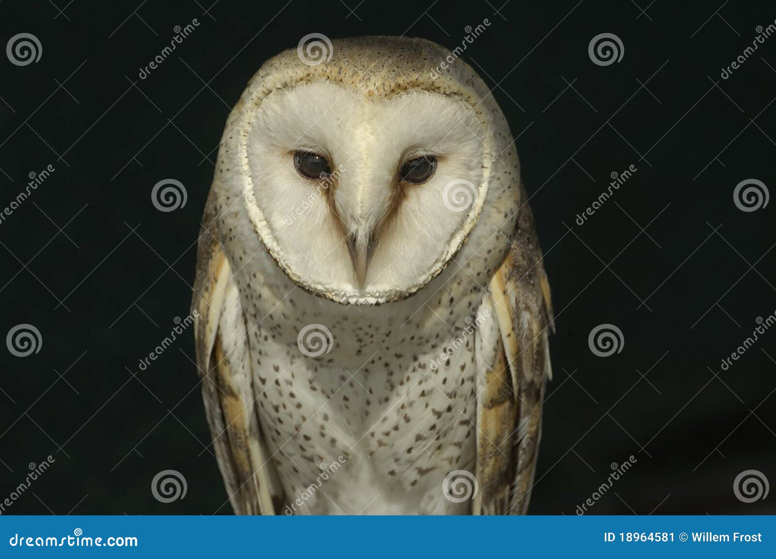 Barn owl stock image. Image of africa, nature, environment - 18964581