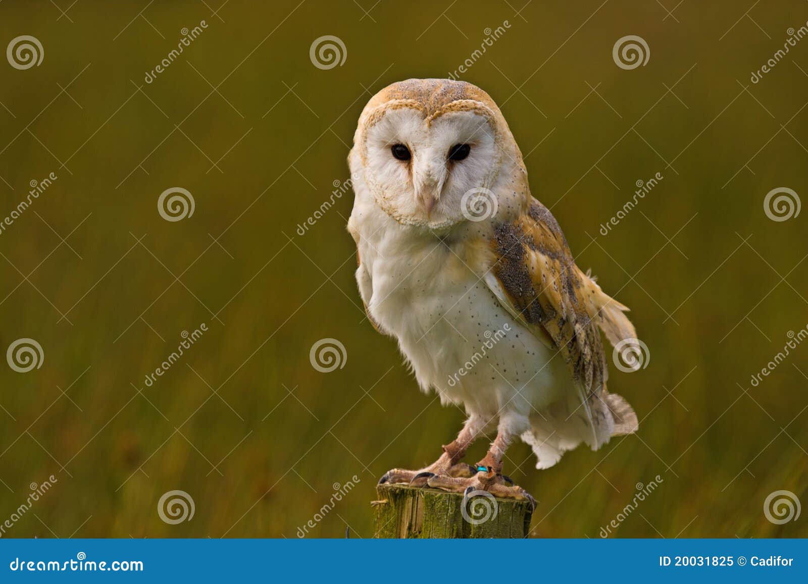 Barn Owl stock image. Image of fence, avian, barn, predator - 20031825