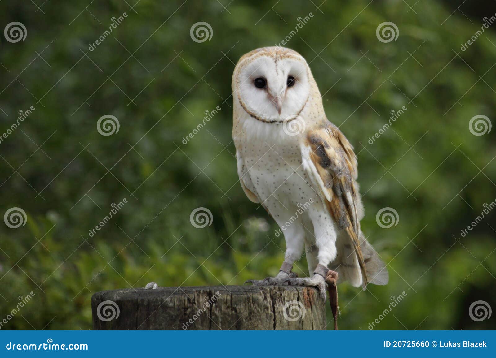 Barn owl stock photo. Image of silver, bird, common, golden - 20725660