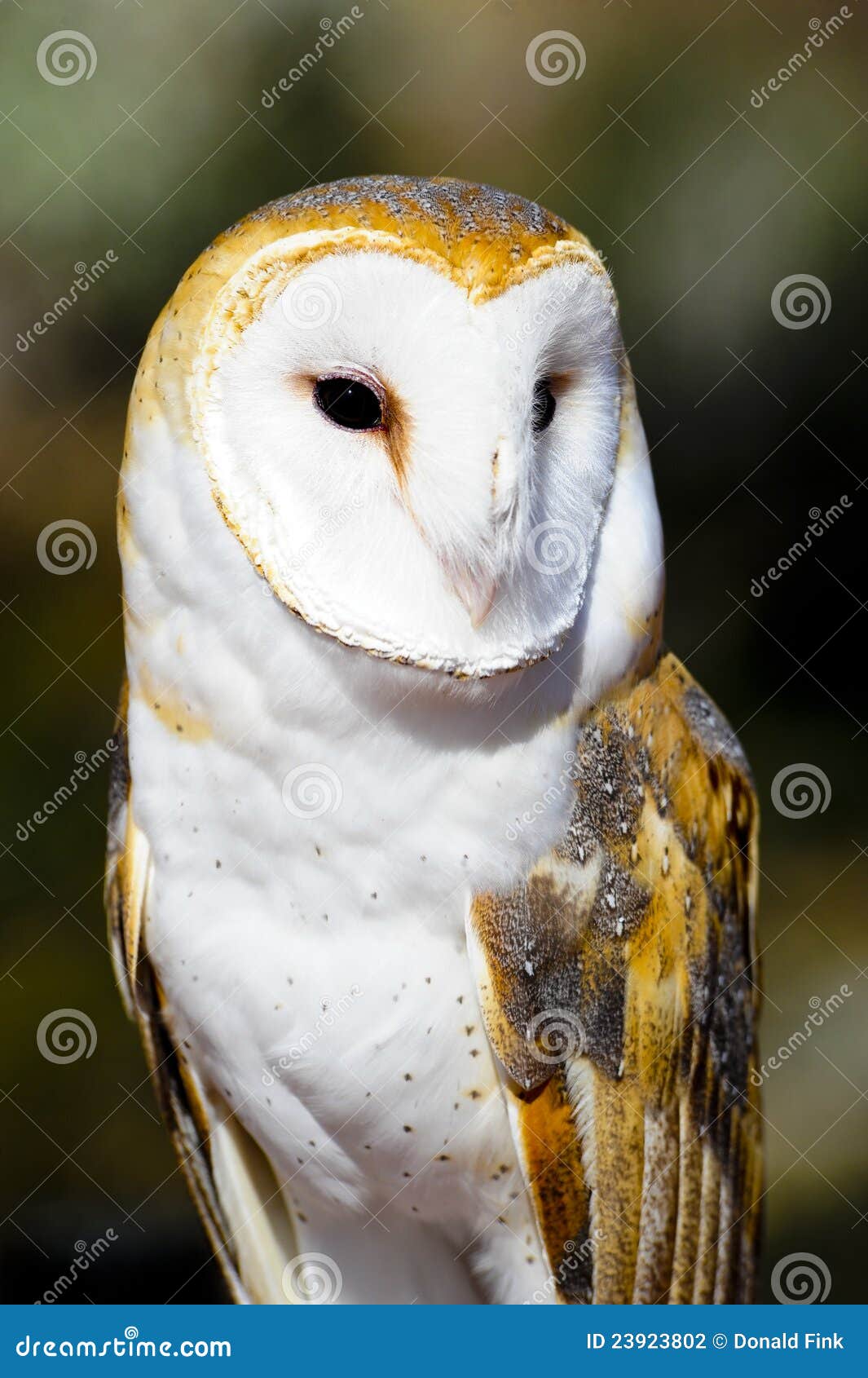 Barn Owl stock photo. Image of turned, white, night, predator - 23923802