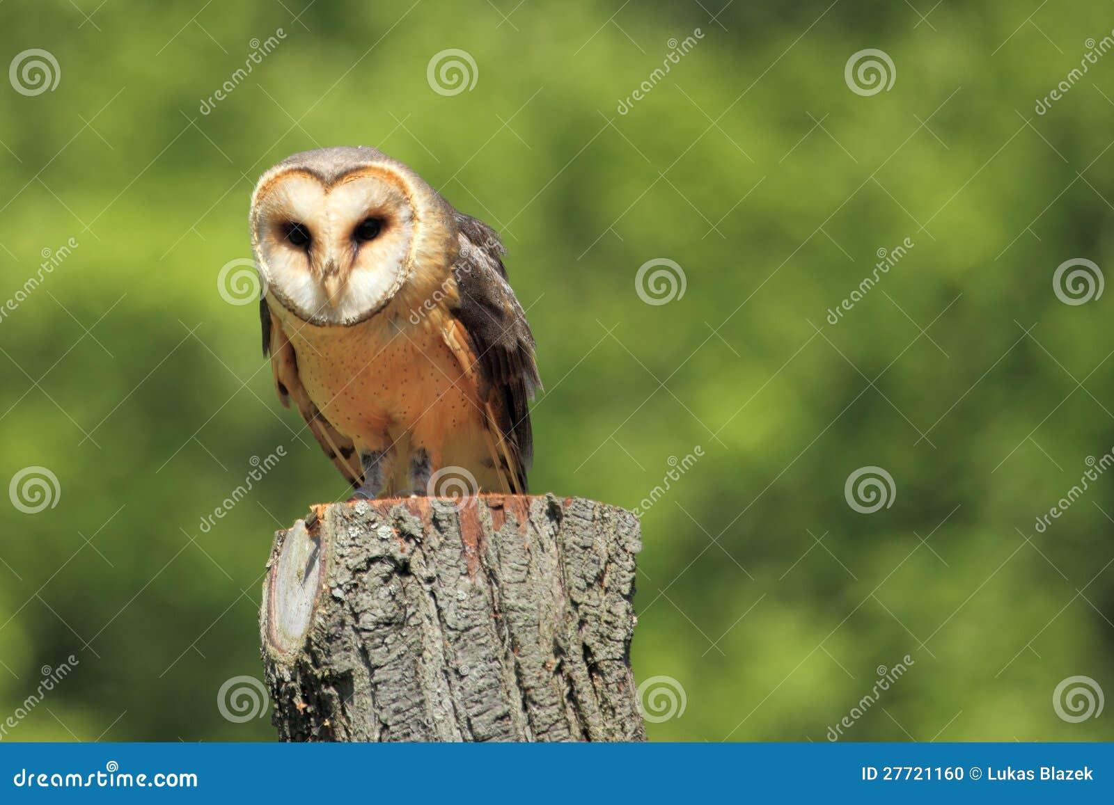 Barn owl stock photo. Image of bird, barn, tyto, animal - 27721160