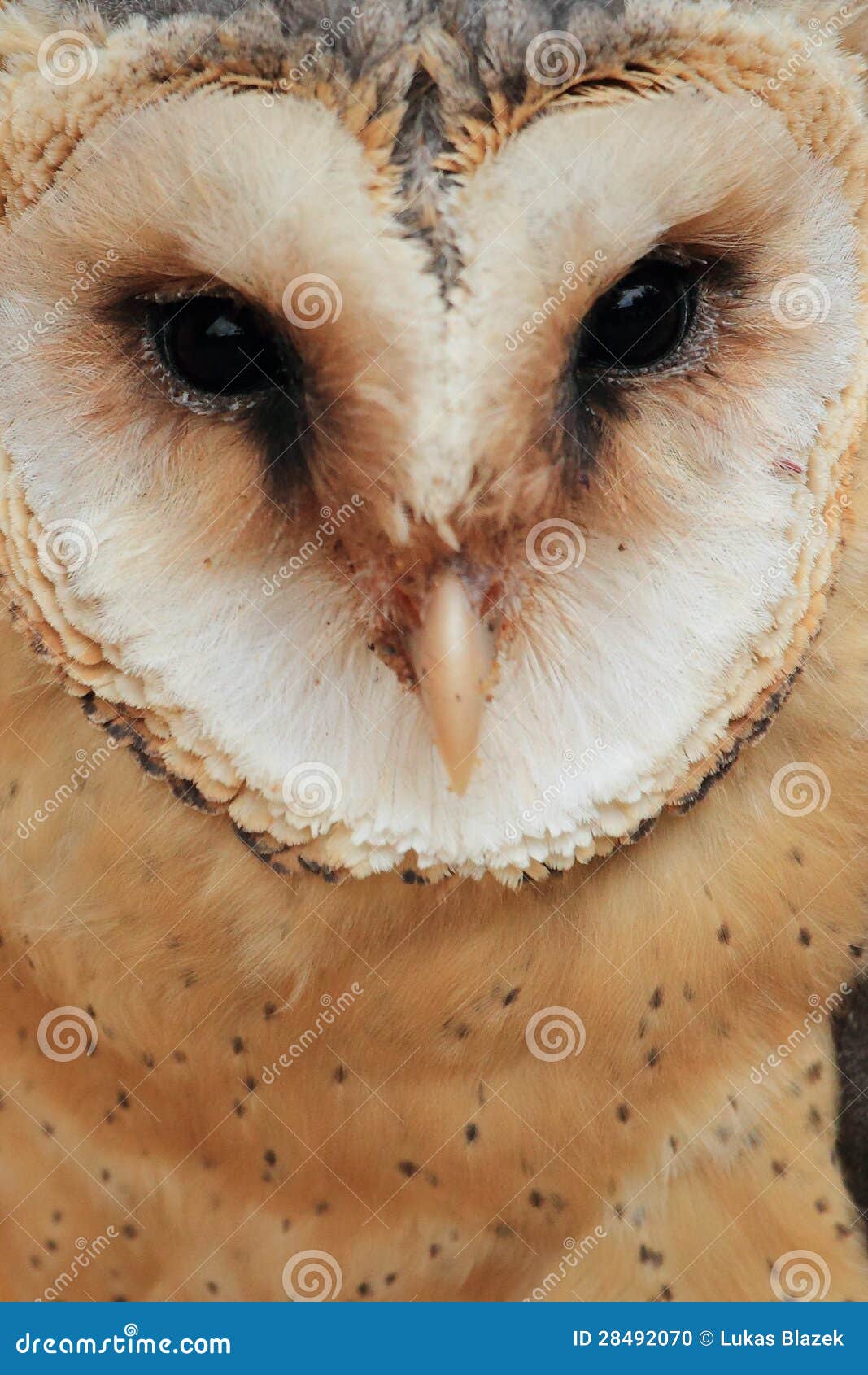 Barn owl stock photo. Image of eyes, trunk, white, adult - 28492070