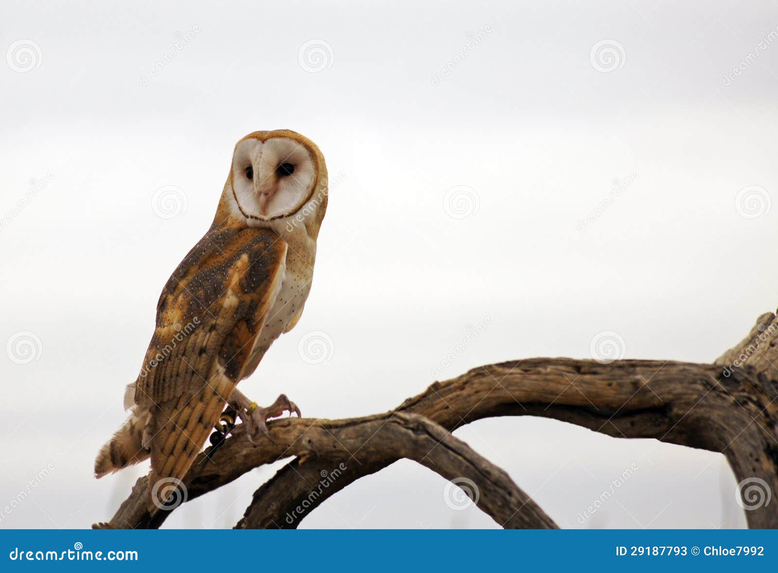 Dead Barn Owl Stock Photos - Free & Royalty-Free Stock Photos from ...