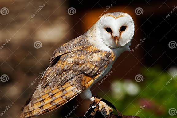 Barn owl stock photo. Image of intelligent, natural, aggressive - 5751214
