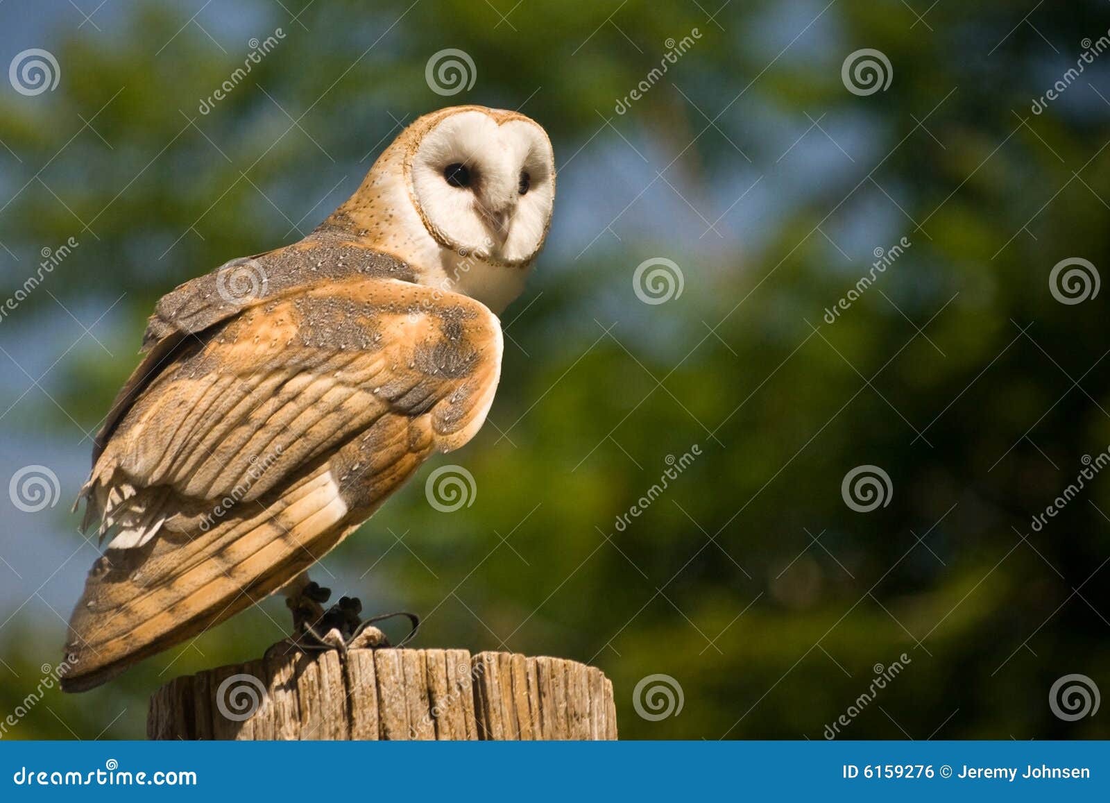 Barn Owl stock photo. Image of birds, talon, post, barn - 6159276