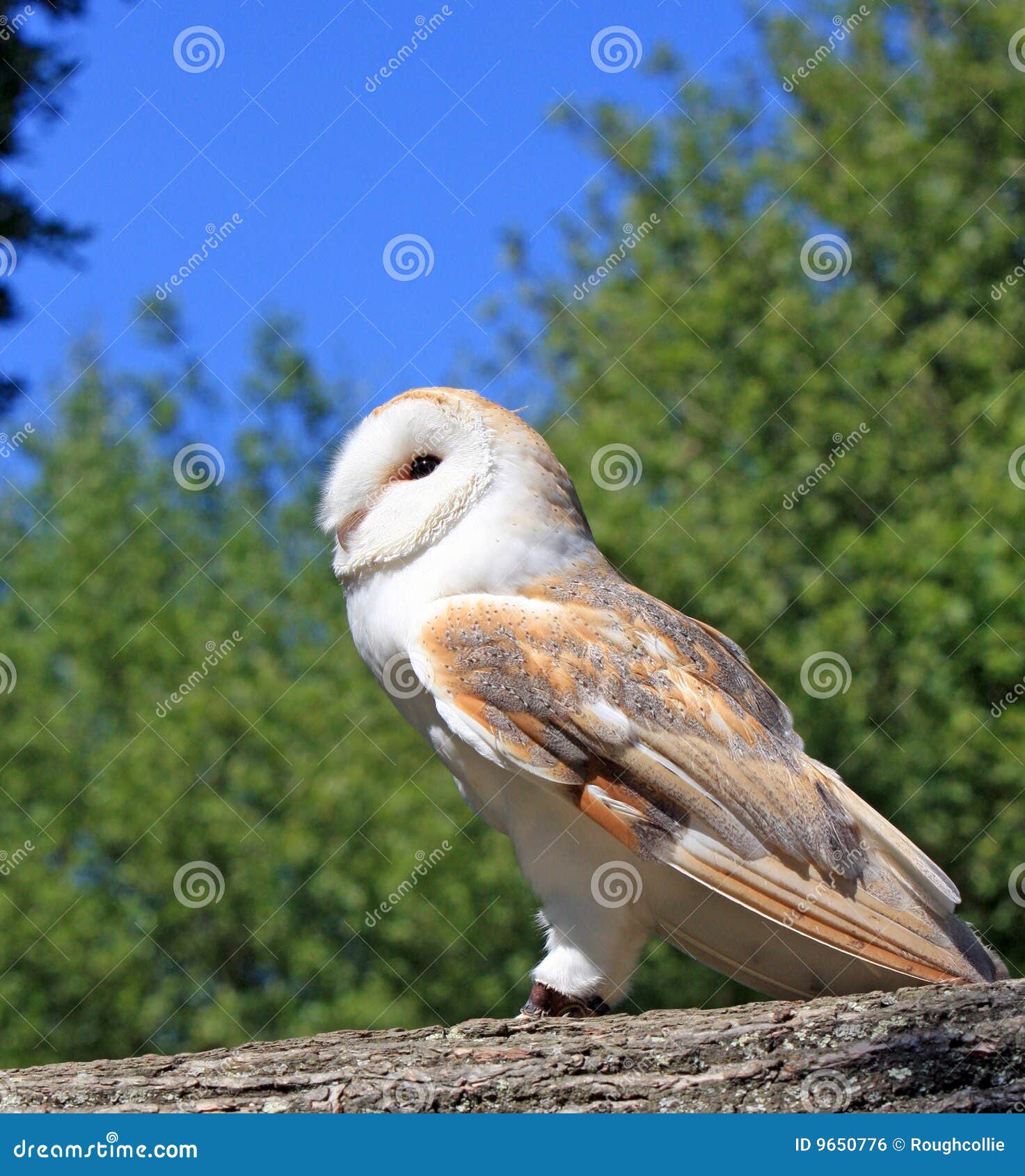 Barn Owl stock photo. Image of mammals, grey, owls, mammal - 9650776