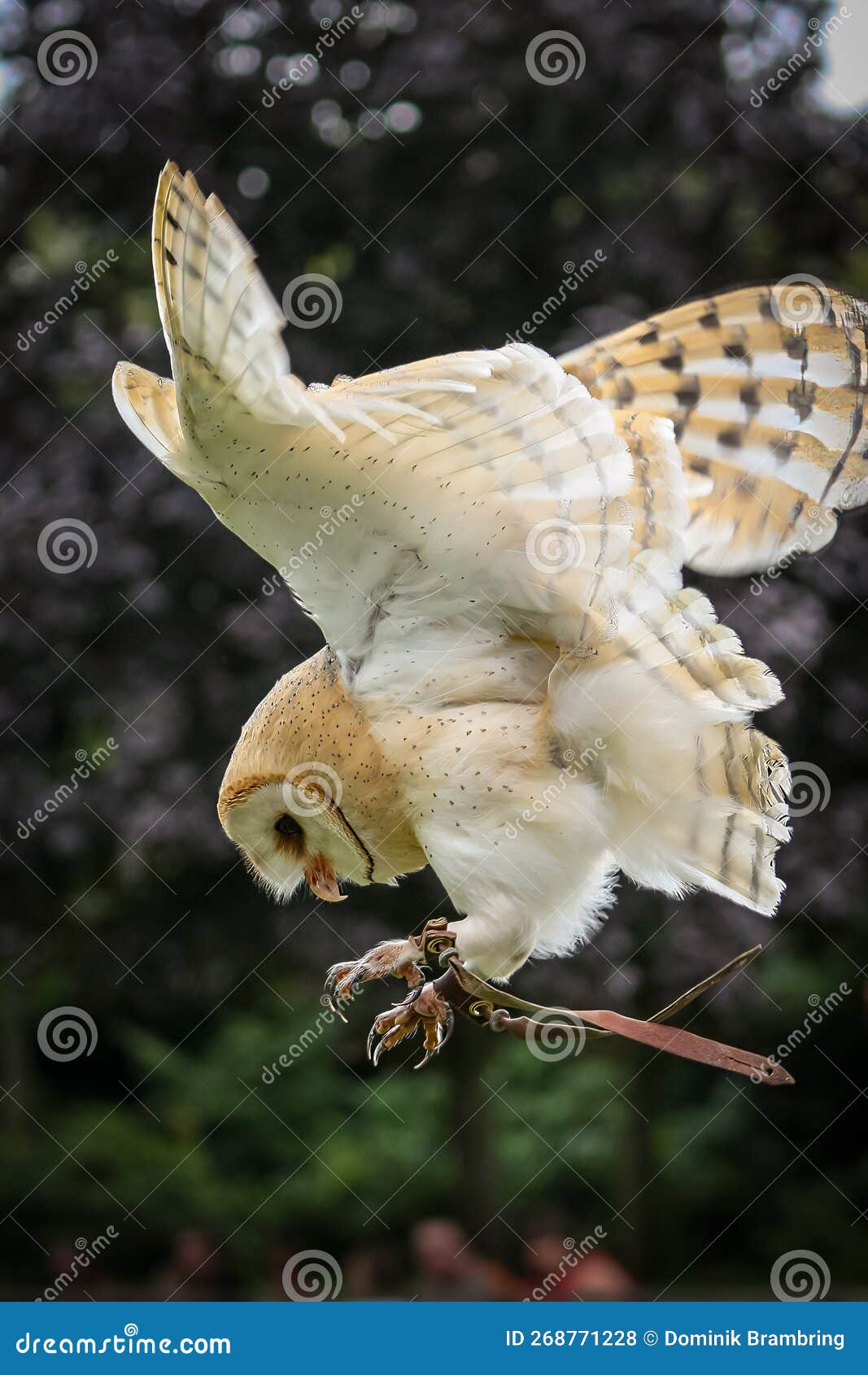A Barn Owl Approaching Its Prey. the Claws are Open. Stock Photo ...