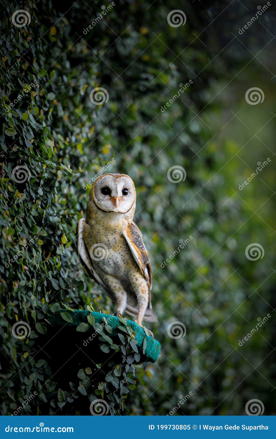 Barn Owl stock image. Image of flowers, field, forest - 199730805
