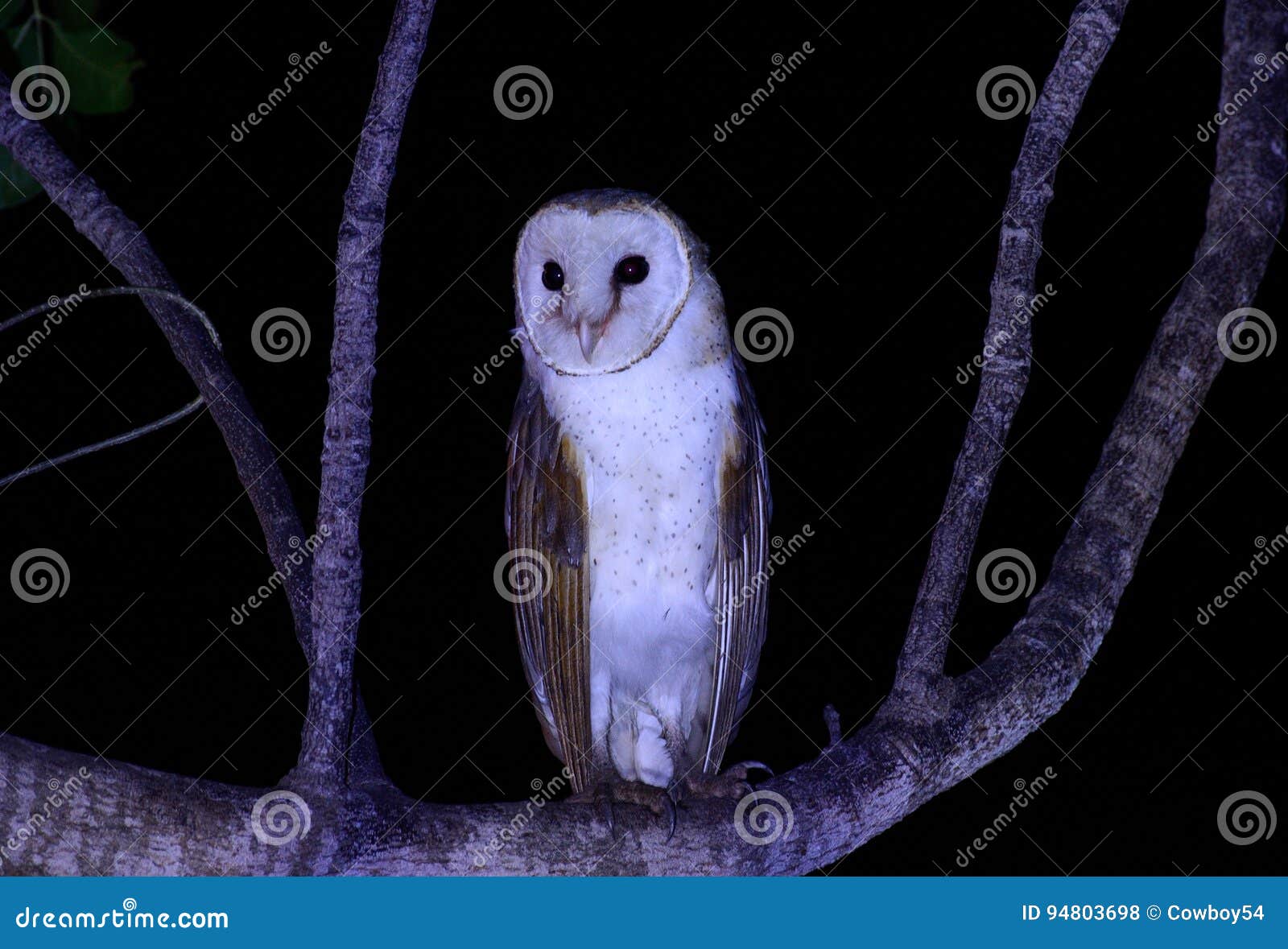 Barn owl stock photo. Image of forest, stand, animal - 94803698