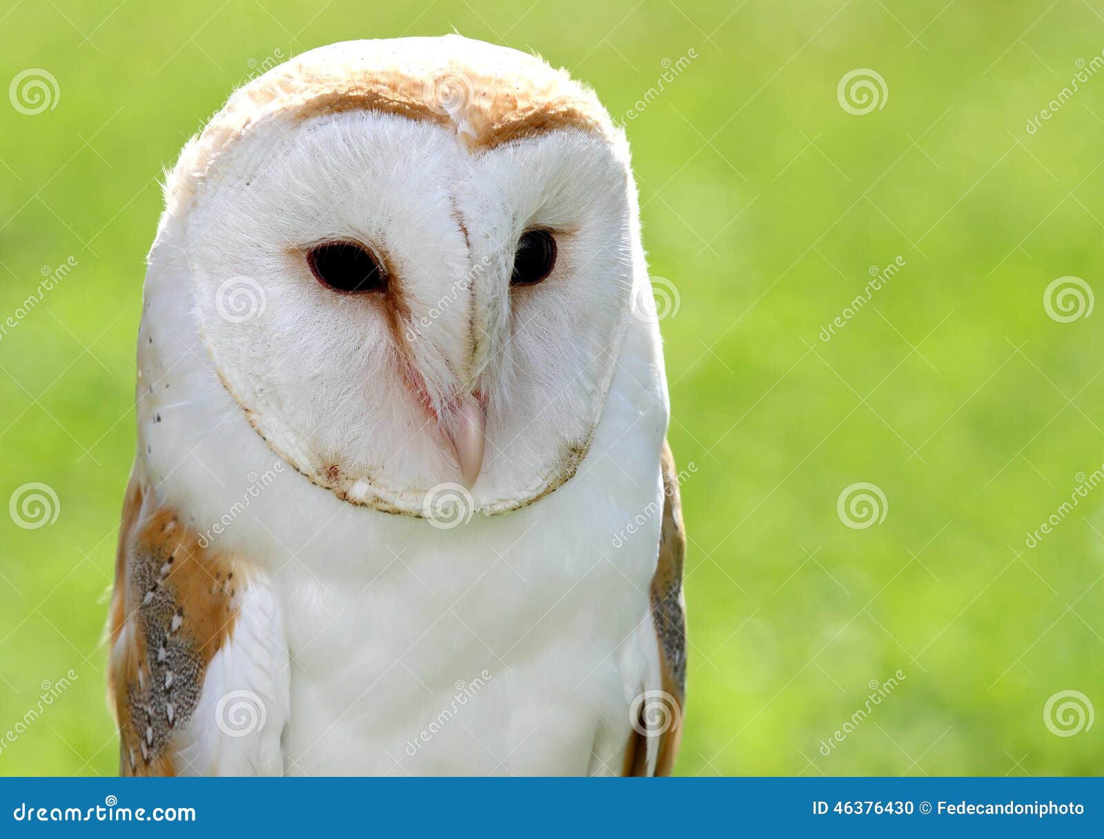 Barn Owl Eyes