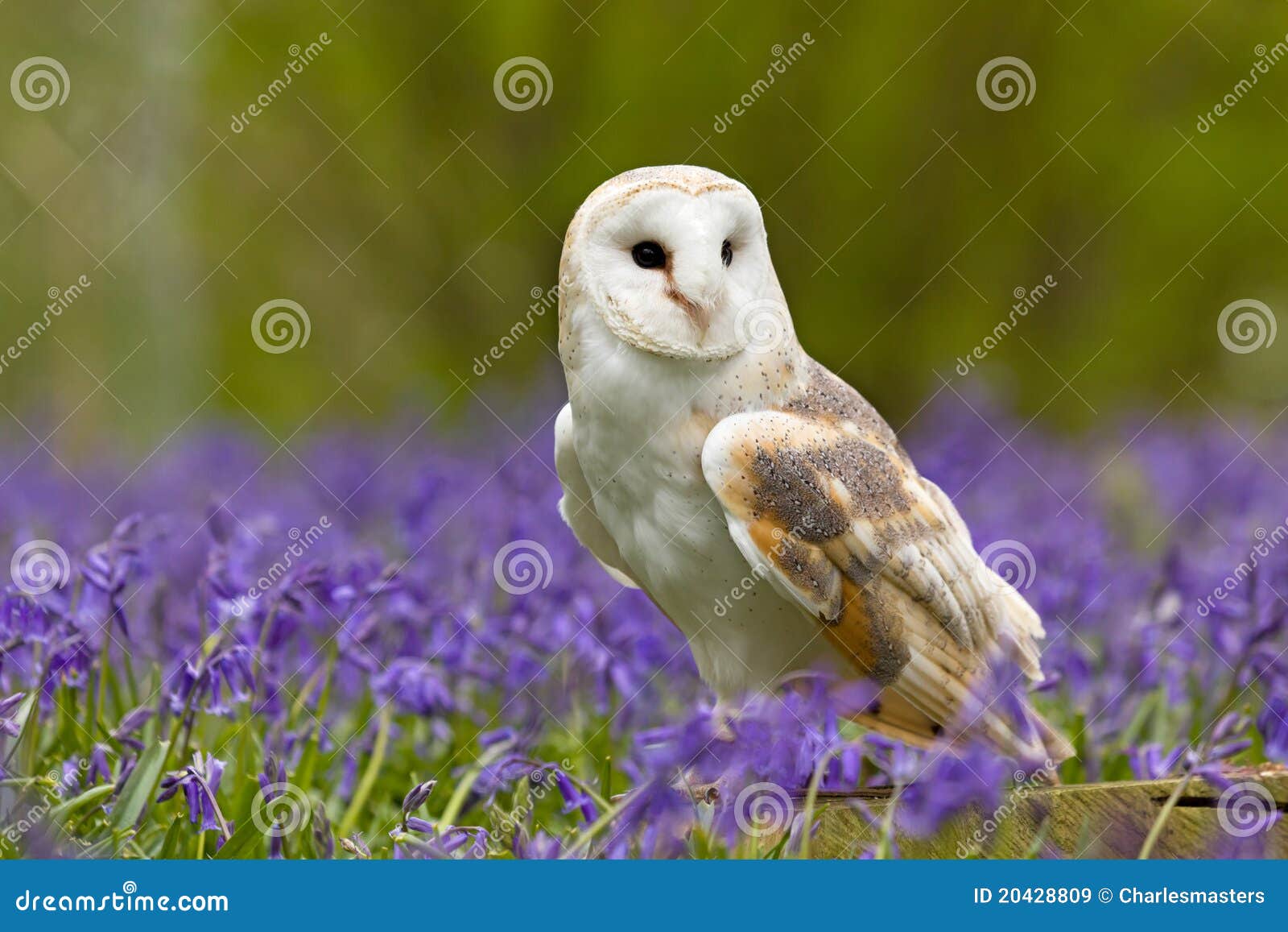 Barn Owl in Bluebells stock image. Image of nocturnal - 20428809