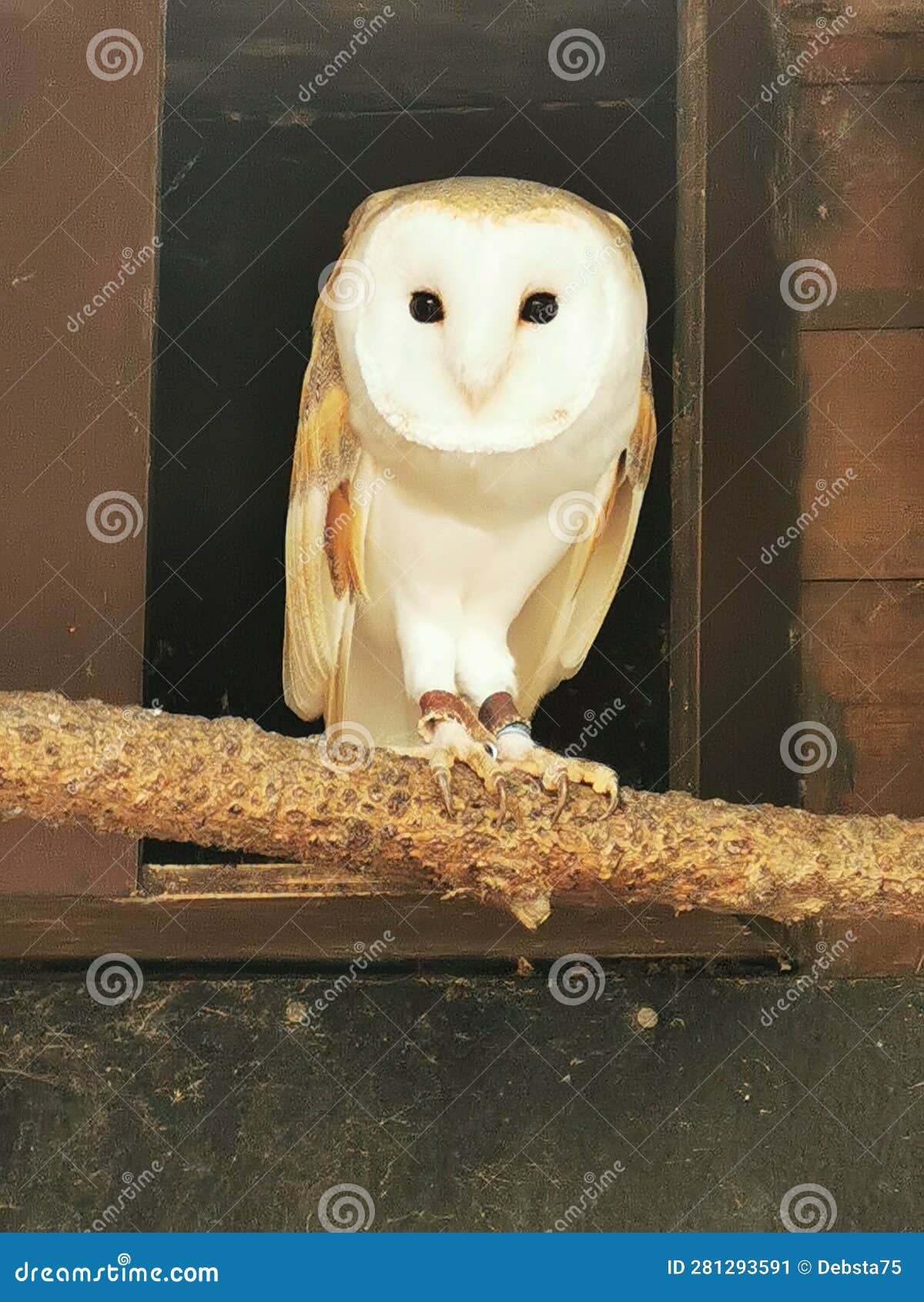Barn owl on a branch stock image. Image of branch, feathers - 281293591