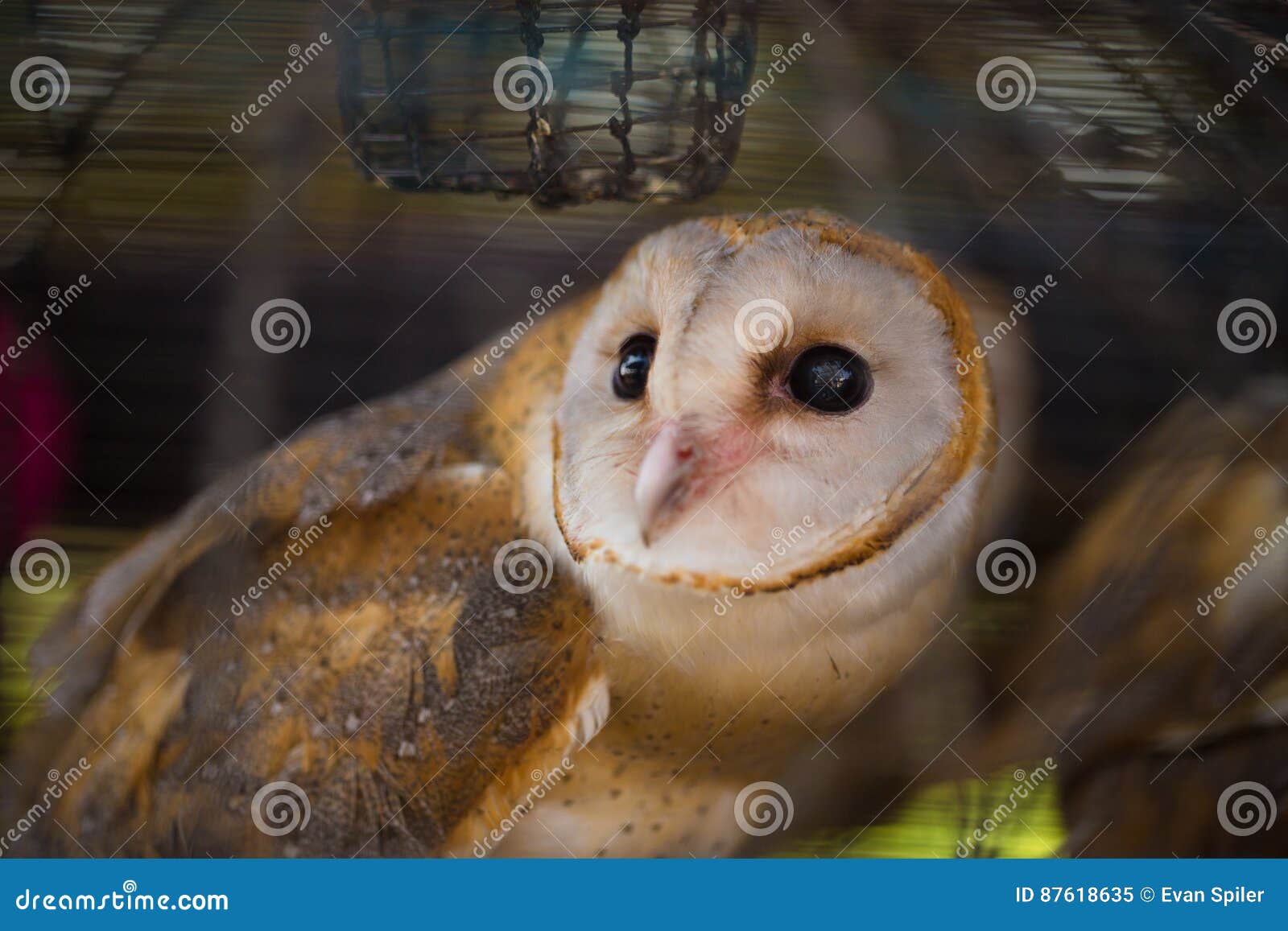 Barn owl in a cage stock image. Image of animals, nature - 87618635